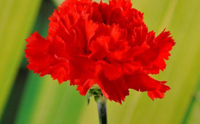 Pimpollo de Primavera - Ciudad Nueva